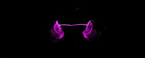 David Akbar Msc On Linkedin Drosophilas Dorsal Cluster Neuron Maheva