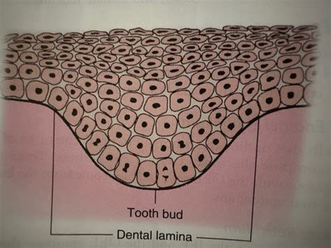 Embryology Chapter 19 Dental Lamina Notes Flashcards Quizlet