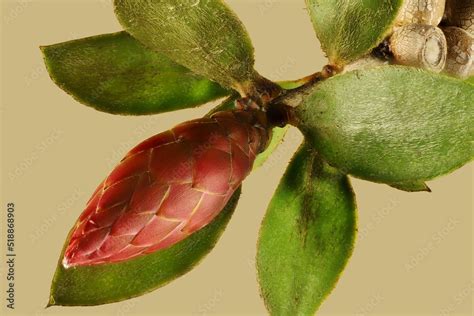 Isolated Weeping Bottlebrush Callistemon Viminalis Leaf Bud Australian Native Plant Stock