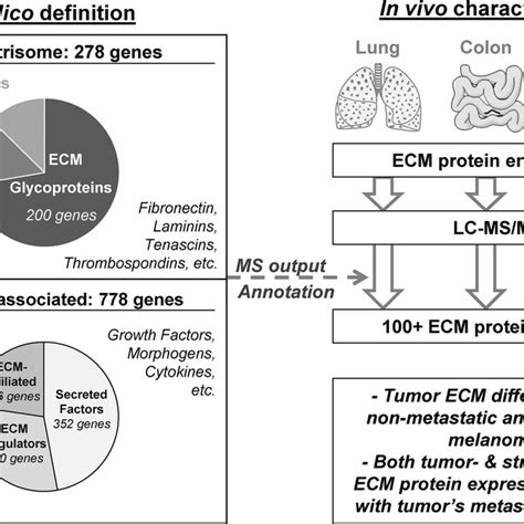 Extracellular Matrix Enrichment Protocol And Proteomic Analysis A Ecm