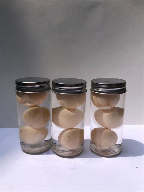 Snapping Turtle Eggs Wet Specimen Etsy