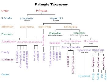 Primate Taxonomy Chart 11 X8 5 Order Genus By Alexandra Kent