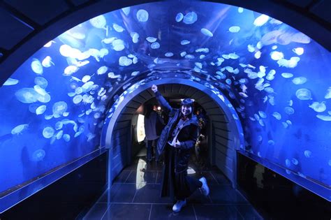 【東京】池袋陽光水族館：日本首座都市高樓水族館！飛天企鵝酷炫必看 波比看世界