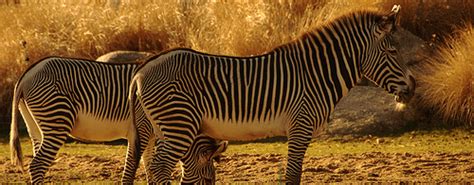 Bug In Selectivesearchsegmentation · Issue 705 · Opencv Opencv Contrib · Github