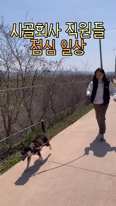 조금 특별한 시골회사 점심 일상 냥이 멍멍이 시골 Youtube