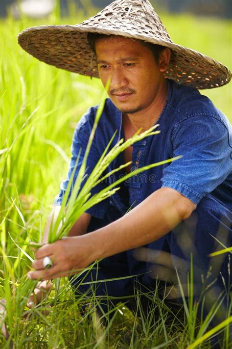 Keeping Traditions Alive A Rice Farmers Harvests His Rice With A