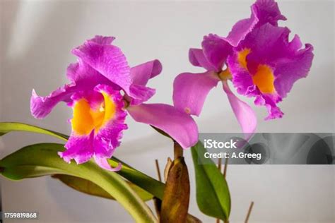 난초 Cattleya Blc Trium Phal 대관식 세토 홈 플라워 큰 분홍색 보라색 새싹 희귀 한 다양한 난초의 개화 0