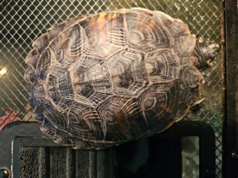 Tuttle Shell Health Rturtle