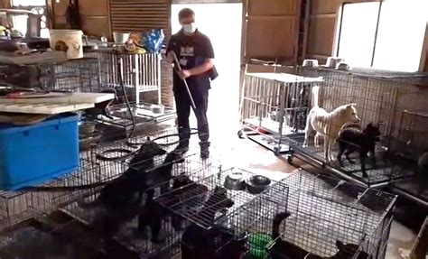 （有影片）／雲林檢警聯手查獲非法狗場 陳男因虐待動物被提起公訴 觀傳媒