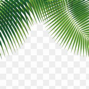 Detail Daun Kelapa Vector Png Koleksi Nomer
