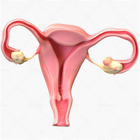 Female Reproductive System Cyst 3d Model