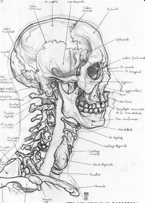 Spinal Column Vertebrae Anatomy Poster 18 X 24 Etsy Artofit