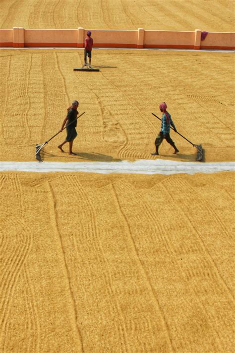 คลังภาพถ่ายฟรีของ กลางแจ้ง กลุ่ม การตากแห้ง การทำงาน การทำงานเป็นทีม การทำฟาร์ม การยืน