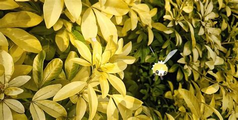 Cutiefly Spotlight Hour March 2025 Pokémon Go Hub