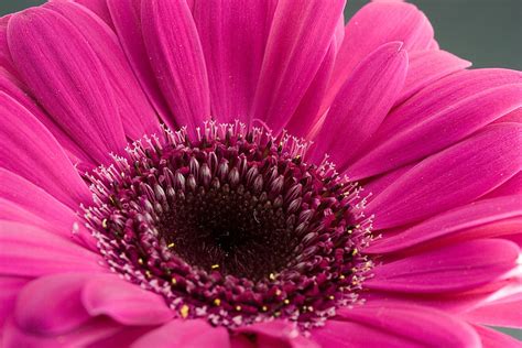 Frank Basler Photography Floral