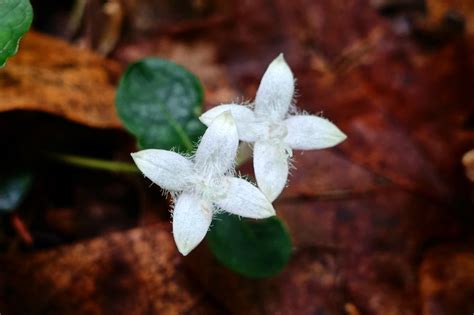 Mitchella Repens Partridgeberry Wildflowers Of The National Capital Region