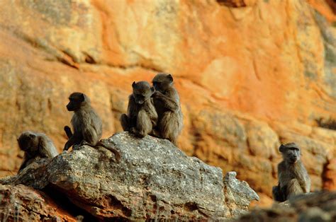 A Troop Of Chacma Baboons Papio Ursinus Photograph By Keith Ladzinski