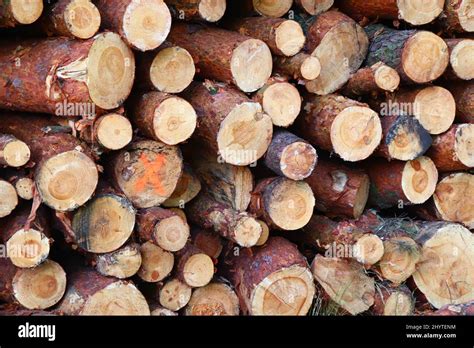 Closeup Shot Of Tree Logs In A Forest On Top Of Each Other Stock Photo Alamy