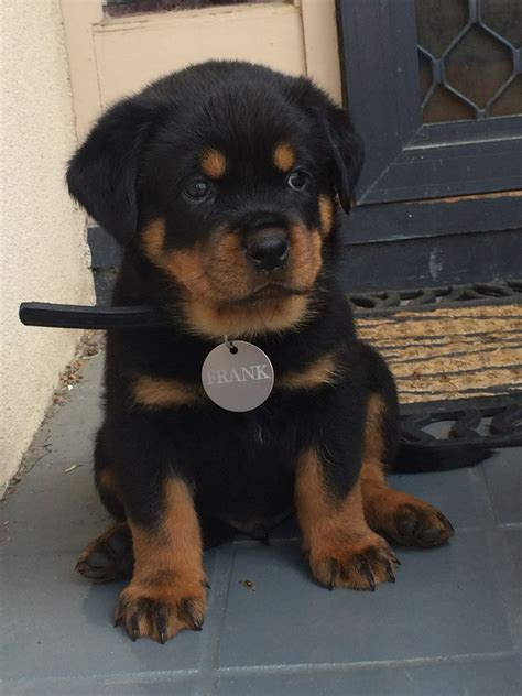 How much do Rottweiler puppies typically cost? - paperwingrvice.web.fc2.com