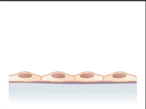Anatomy Lab Tissues Flashcards Quizlet Anatomy Lab Tissues Flashcards Quizlet