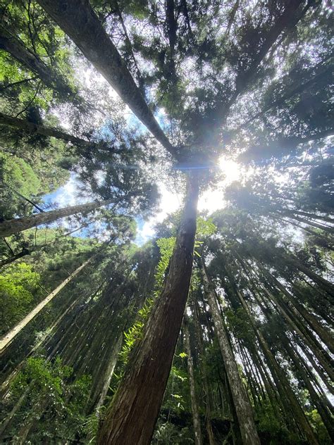 Positive Energy Big Forest Free Photo On Pixabay Pixabay