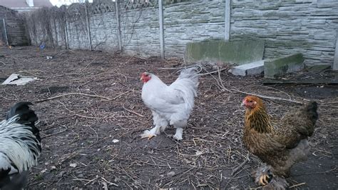 Brahma olbrzymia Tyniec Mały OLX pl