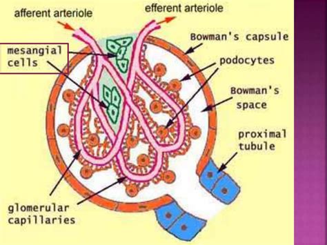 Histology Of Glomerulus Pptx