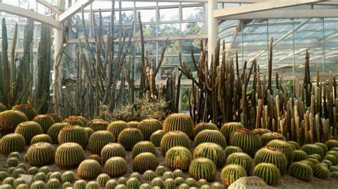 厦门植物园遇见最大的仙人掌 搜狐大视野 搜狐新闻