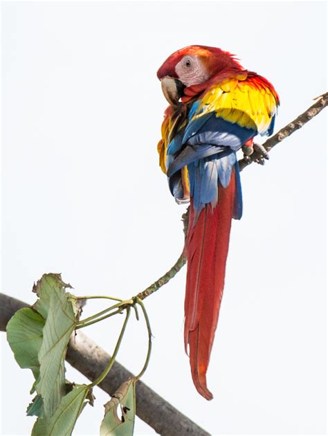 Bird Smarts Owen Deutsch Photography