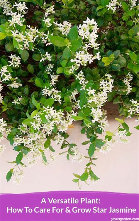 Star Jasmine Can Be Trained To Grow On A Trellis Over An Arbor As An