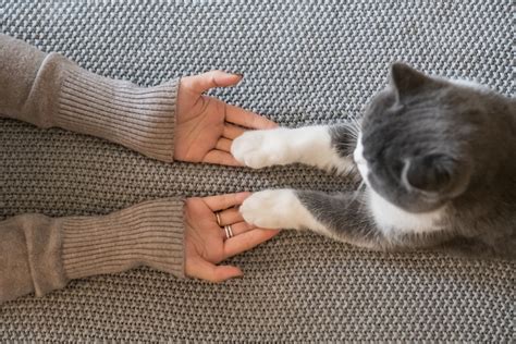 Descubre el insólito motivo por el cual los gatos detestan que les acaricien las patitas Te