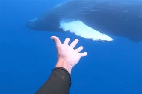 David Jiménez From Hawaii Accused Of Harassing Humpback Whale