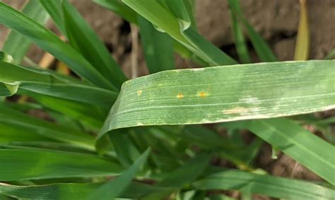 oat crown rust risk low this year