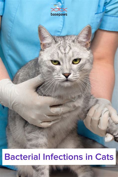 Bacterial Infections In Cats Sick Cat Symptoms Basepaws Cats Cat