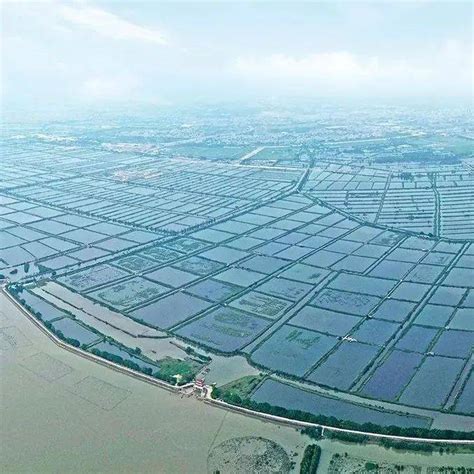 今日海报牛田洋湿地一呼一吸皆绿意 一景一物总关情 汕头 校对 来源