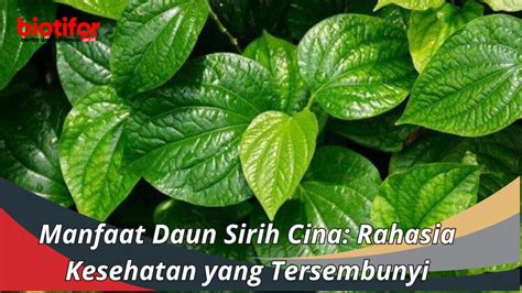 Manfaat Daun Sirih Cina Rahasia Kesehatan Yang Tersembunyi Biotifor