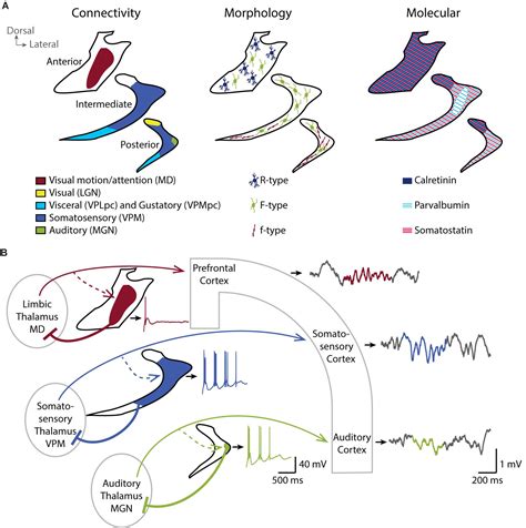 Relay Nuclei Diencephalon Thalamus Chapter 9 The Brain And Behavior