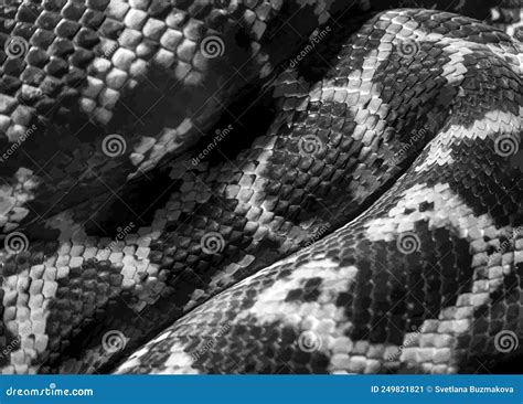The Body Of A Python Is Folded Diagonally In A Zigzag Pattern Monochrome Python Skin Texture