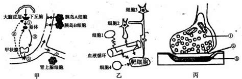 图甲所示的是人体稳态的重要组成部分图乙为细胞间信息传递的几种模式示意图图丙是图乙局部结构的放大图据图回答下列问题1图甲中根据激素