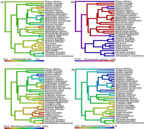 Figure 1 From Morphometrics Of Modern And Fossil Poaceae Pollen From