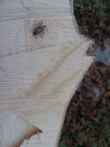 Chapter Botany Of Trees Tree Steward Manual