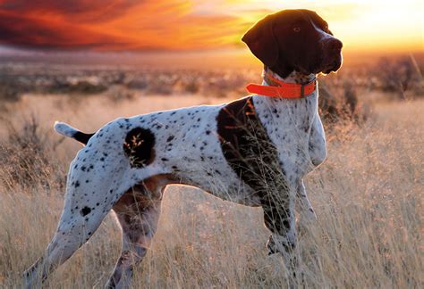 Braco Aleman Características Comportamiento Y Más
