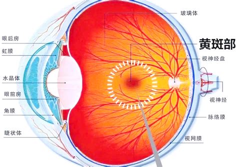 👀黄斑中心凹：视力最敏锐的角落
