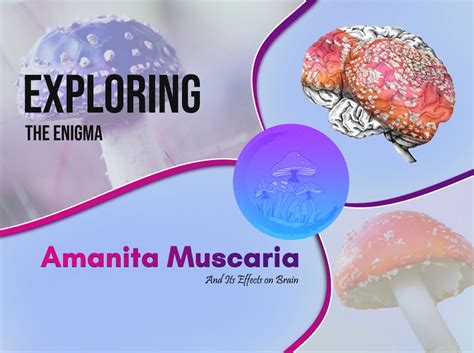 Exploring the Enigma: Amanita Muscaria and its Effects on Brain - Great Mushroom Shop