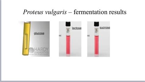 Fermentation Data Mrvp Datae Coli Fermentation