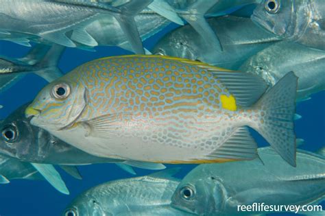 Siganus Guttatus Goldlined Spinefoot
