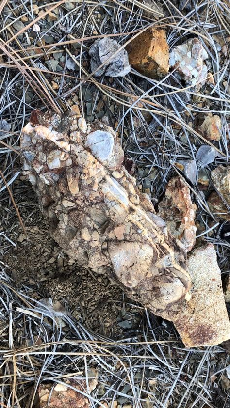 Metaconglomerate R Geology