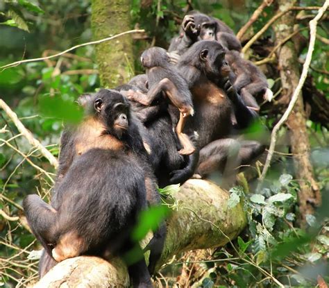 Donation For The Conservation Activities Of Bonobos At Wamba Area 特定非