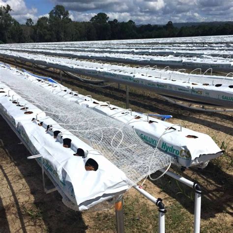 Strawberry Farming Coco Coir Grow Bags Galuku