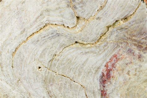 5 Polished Neoarchean Stromatolite Fossil Western Australia 180118